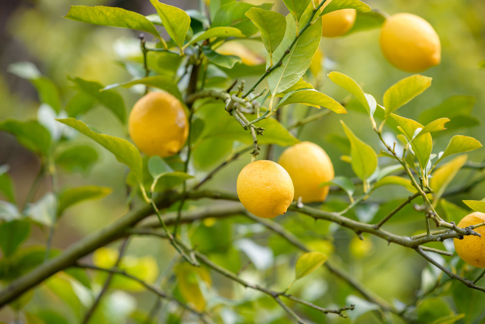 GET READY FOR ALL THE MIND-BLOWING BENEFITS OF LEMONS – PureLife Organics